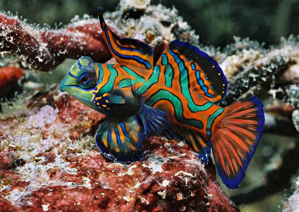 Micronesia: Yap – BLUECOLOGY